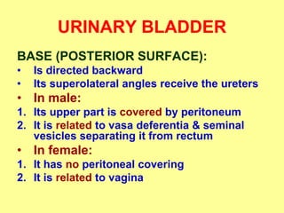10-Urinary bladder.pptx