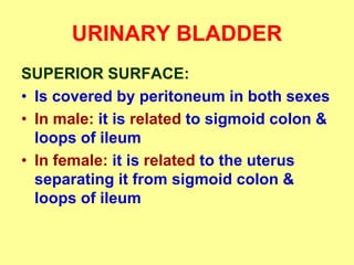 10-Urinary bladder.pptx