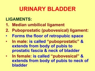 10-Urinary bladder.pptx