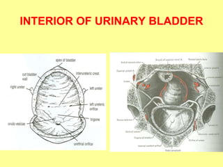 10-Urinary bladder.pptx