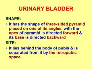 10-Urinary bladder.pptx