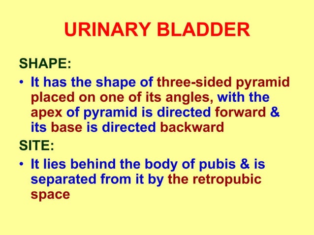 10-Urinary bladder.pptx