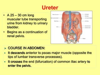 10-Urinary bladder.pptx