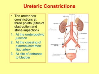 10-Urinary bladder.pptx