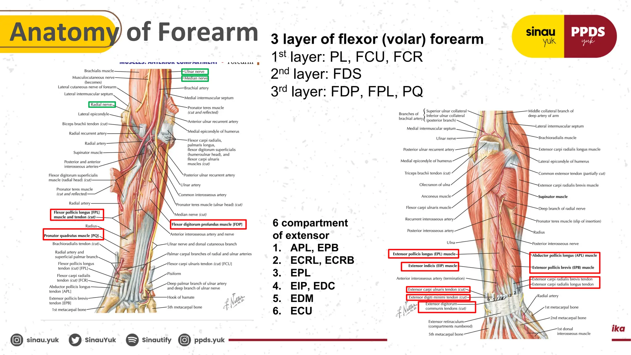 Mastering musculoskeletal trauma, from principal to clinical | PDF