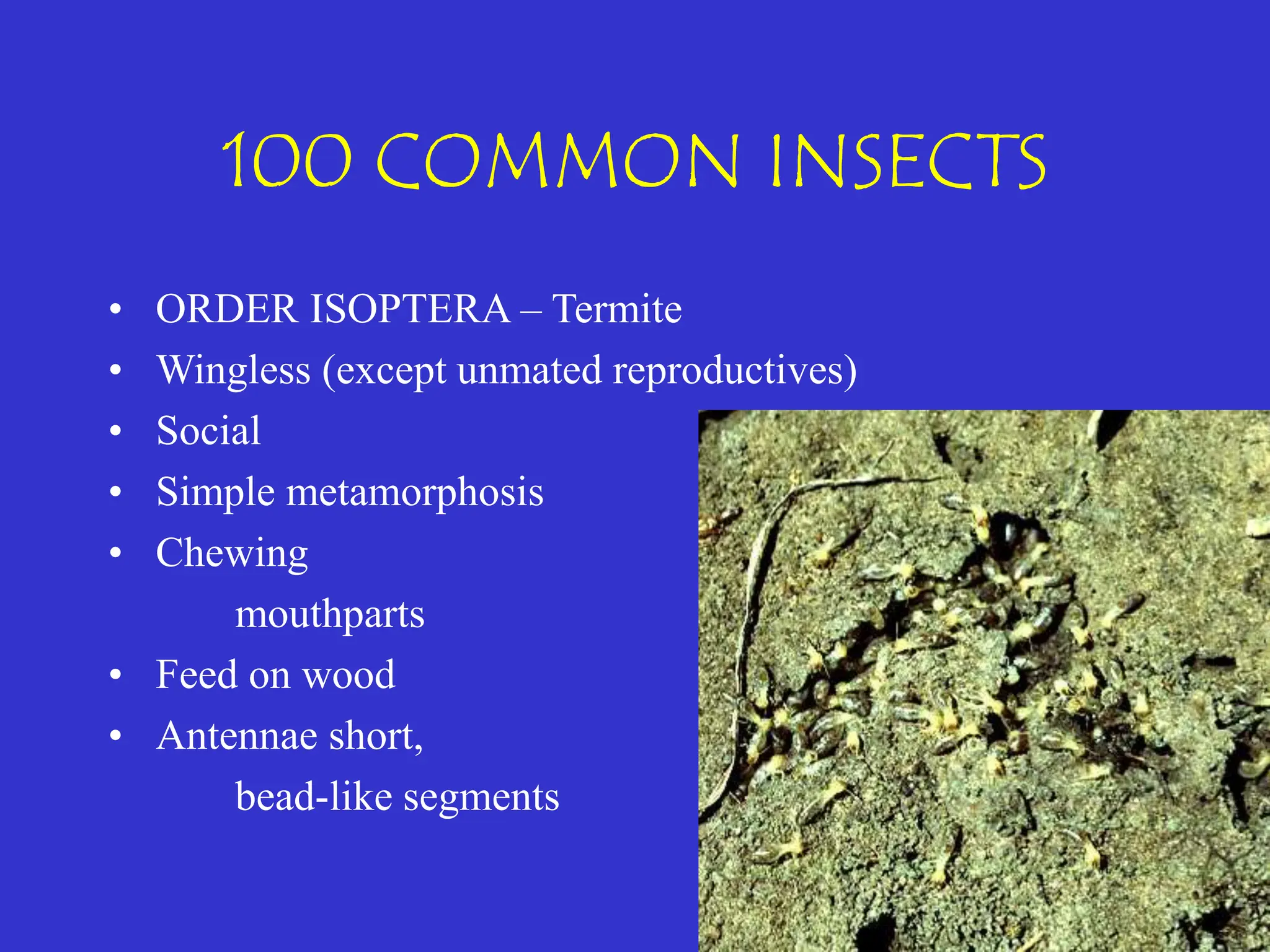 100-common-insects-presentation.pdfiles. | PPT