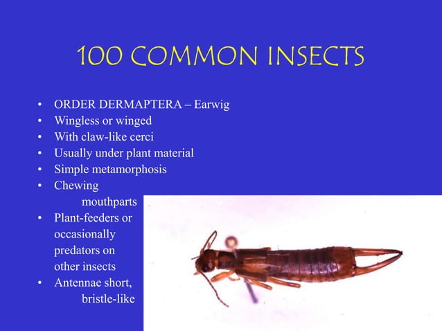 100-common-insects-presentation.pdfiles. | PPT
