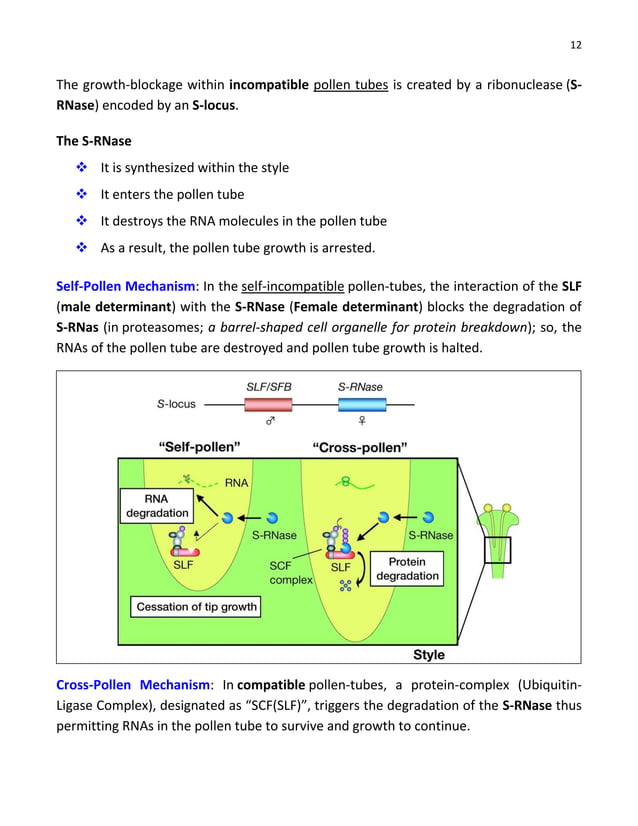Sexual Incompatibility and its types: MSC BOTANY | PDF | Infertility ...