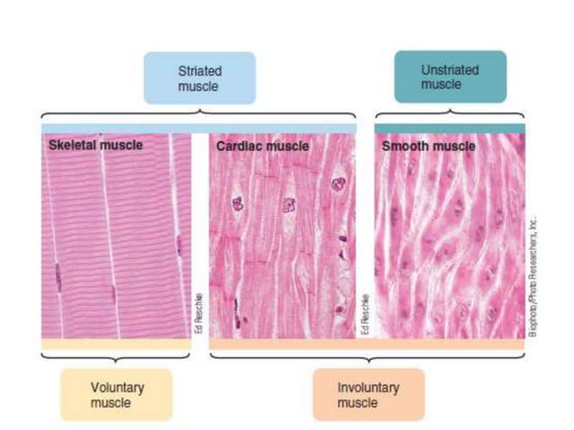 1001105_Muscle physiology.ppt