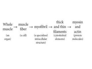 1001105_Muscle physiology.ppt