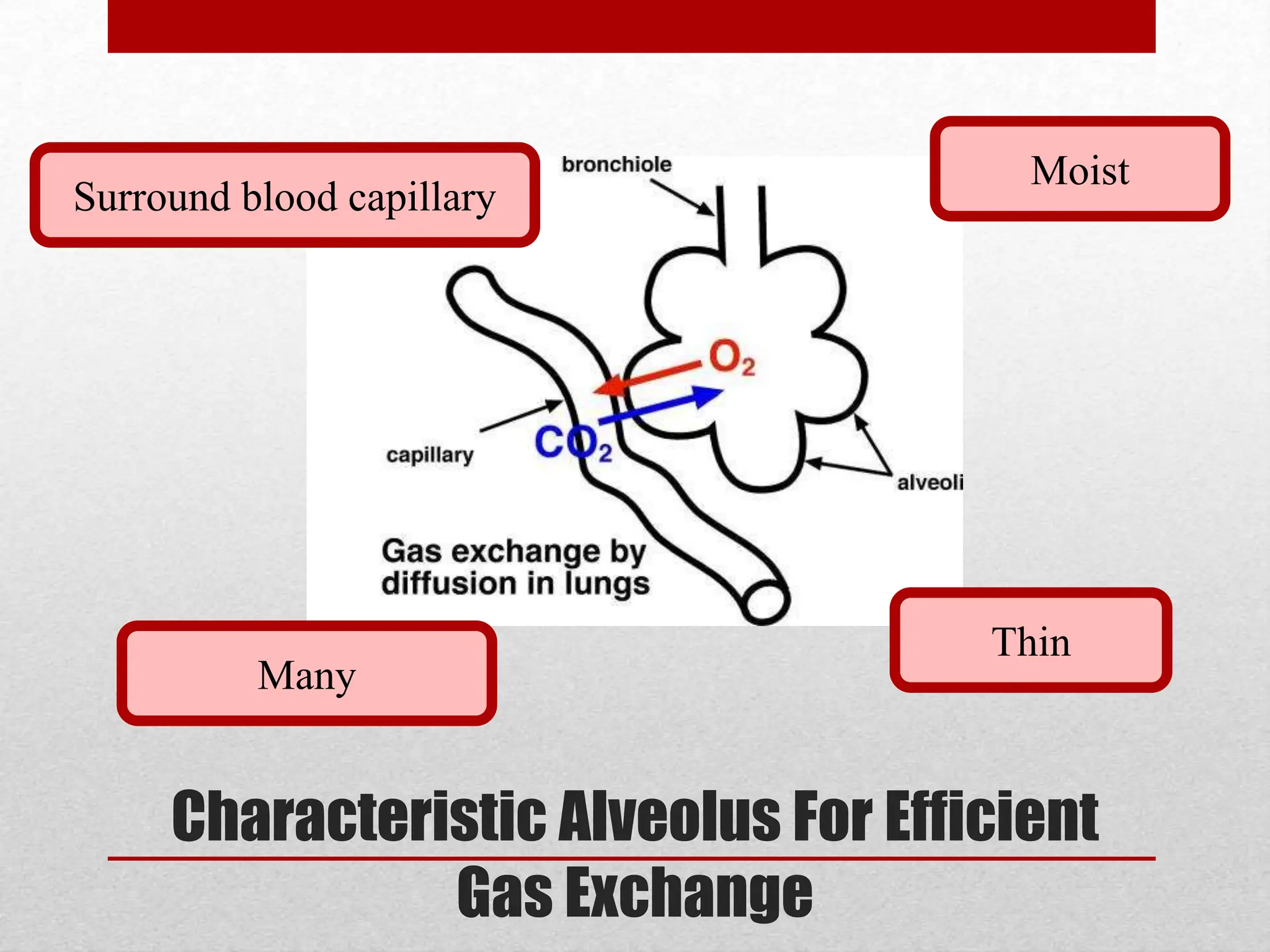 100285558-Respiration form 3 Science KSSM.ppt