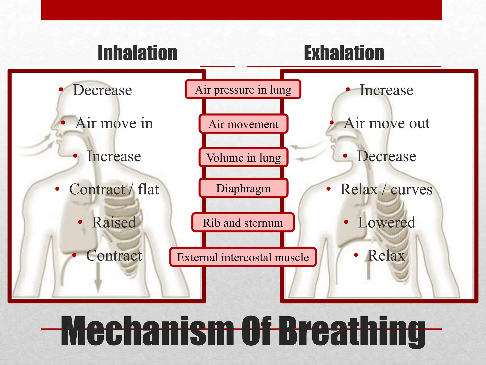 100285558-Respiration form 3 Science KSSM.ppt
