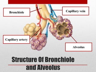 100285558-Respiration form 3 Science KSSM.ppt
