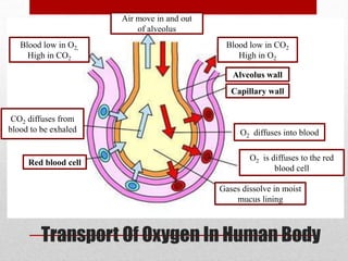 100285558-Respiration form 3 Science KSSM.ppt