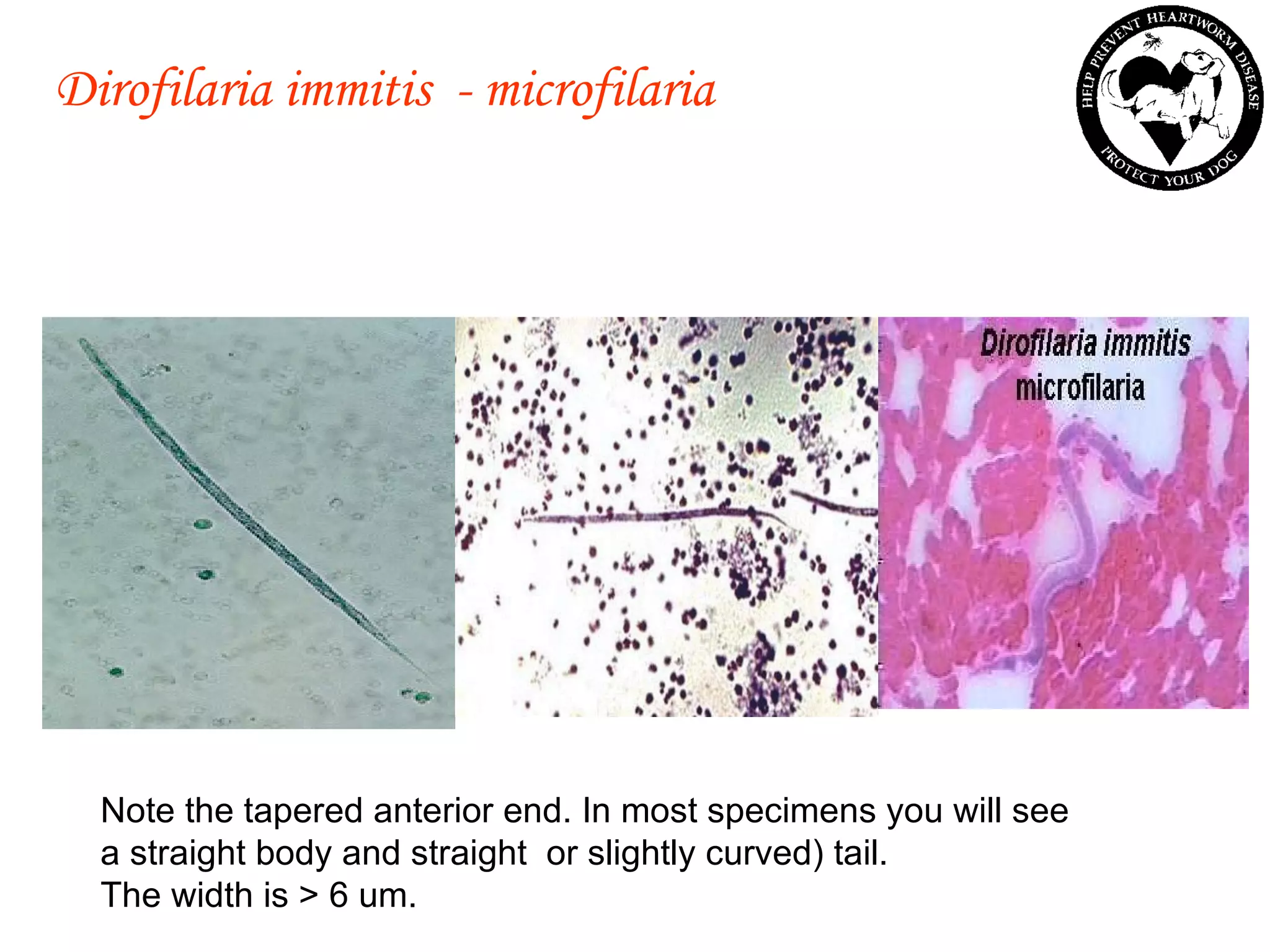 1003127 heart-worm | PPT