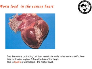 1003127 heart-worm | PPT