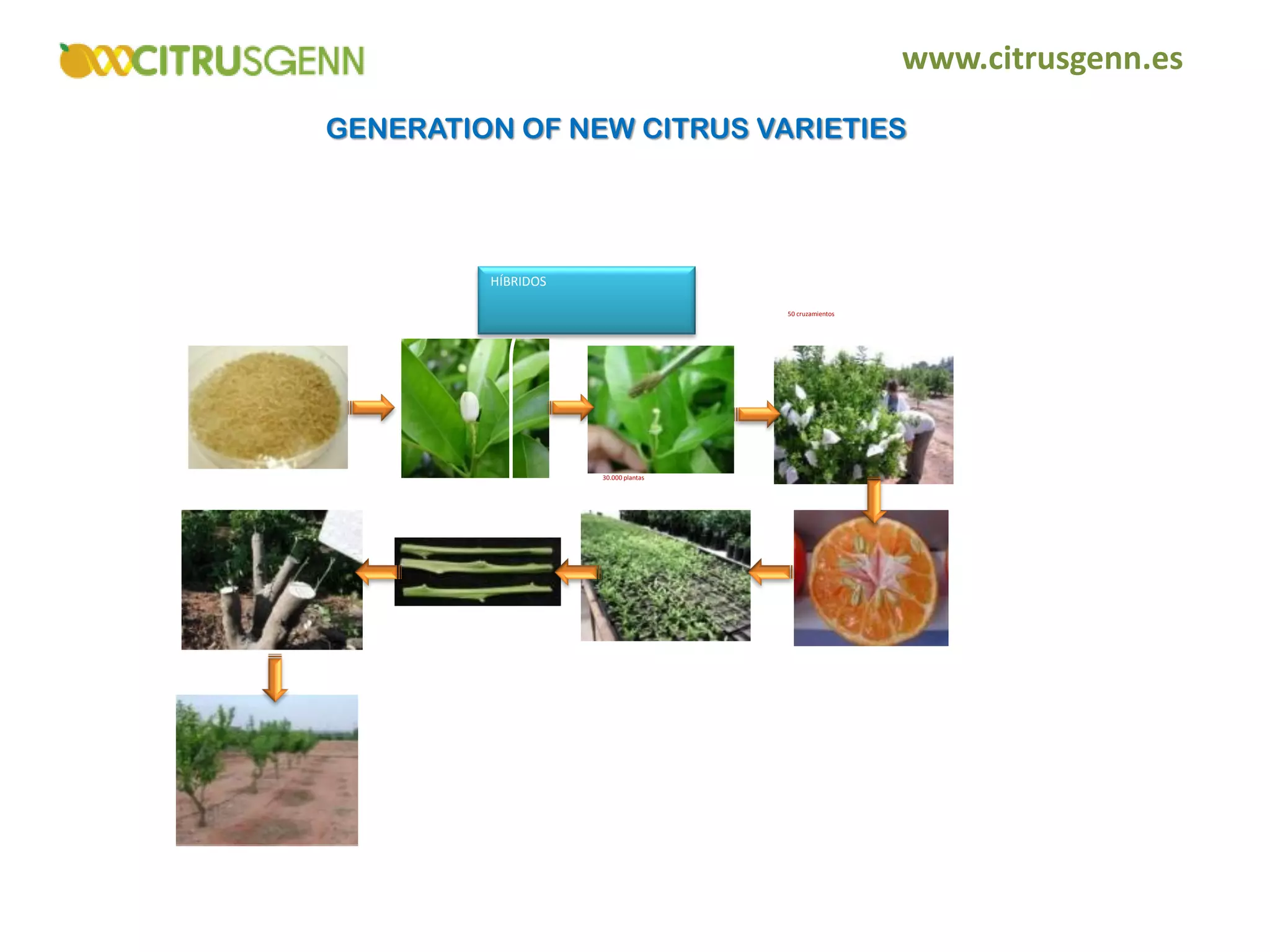 Manuel Talon / Citriculture innovations in the post-genomic era | PDF ...