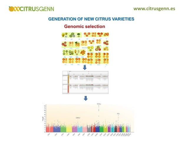 Manuel Talon / Citriculture innovations in the post-genomic era | PDF ...