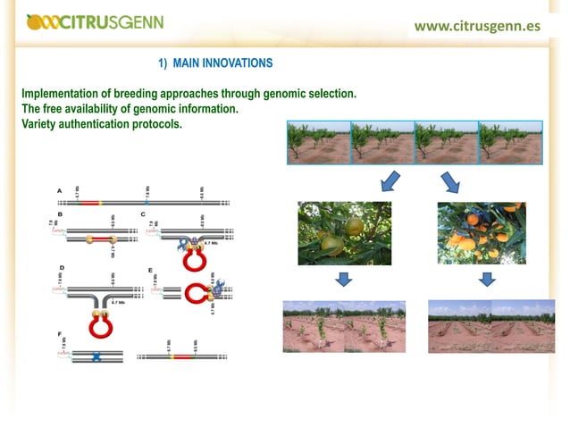 Manuel Talon / Citriculture innovations in the post-genomic era | PDF ...