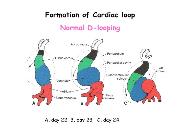마더세이프 라운드 - Principles of Embryology (전이경 교수