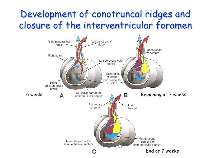 마더세이프 라운드 - Principles of Embryology (전이경 교수
