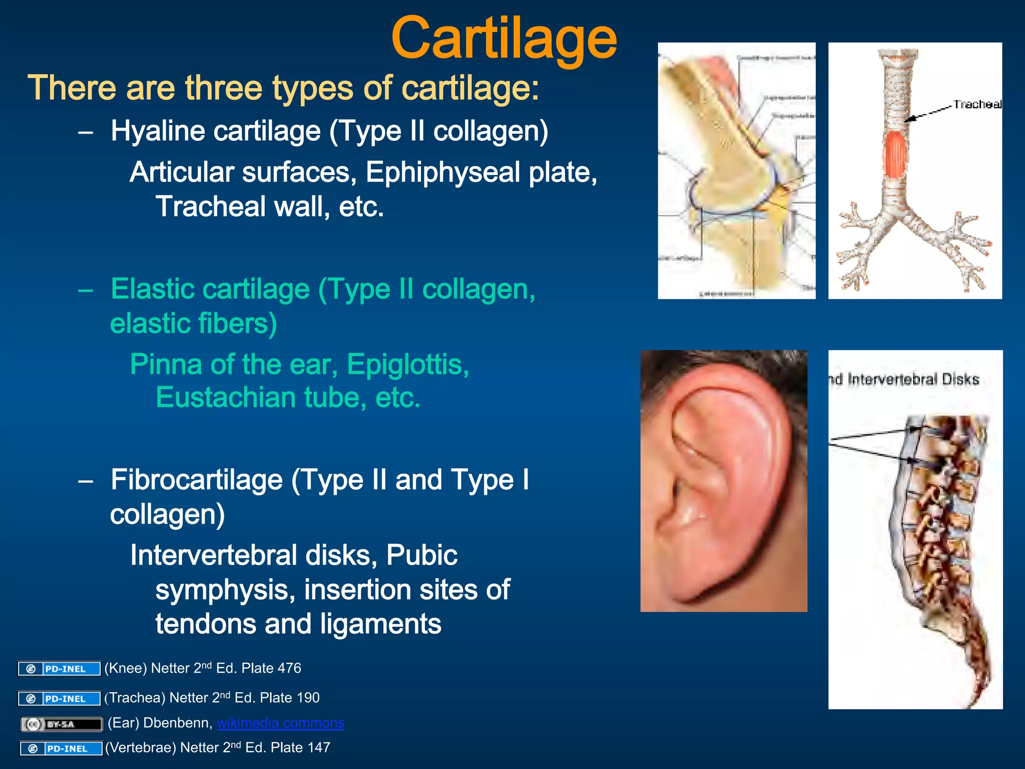10.08.08: Histology - Cartilage/Mature Bone | PDF