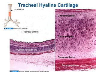Trachea Slide Chondrocytes