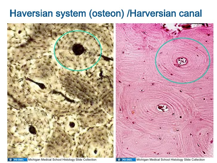 10.08.08: Histology - Cartilage/Mature Bone