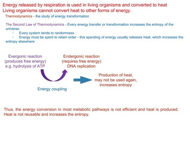 Topic 4.2. Energy flow | PPT