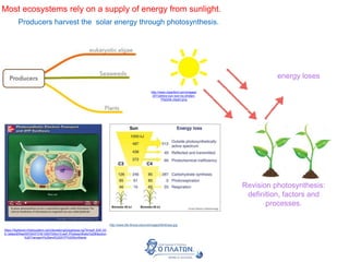 Topic 4.2. Energy flow | PPT