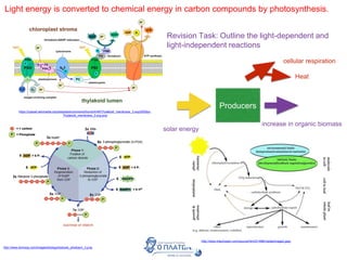 Topic 4.2. Energy flow | PPT