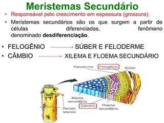 10092021101110Histologia Vegetal - Meristemas e Epiderme.ppt