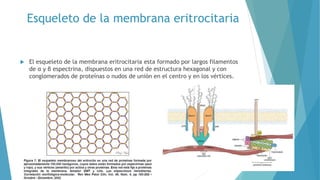Membrana del eritrocito | PPTX