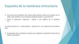 Membrana del eritrocito | PPTX