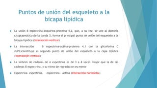 Membrana del eritrocito | PPTX