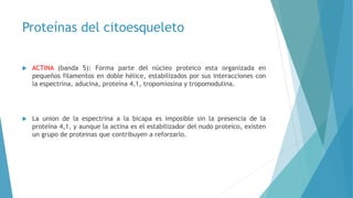 Membrana del eritrocito | PPTX