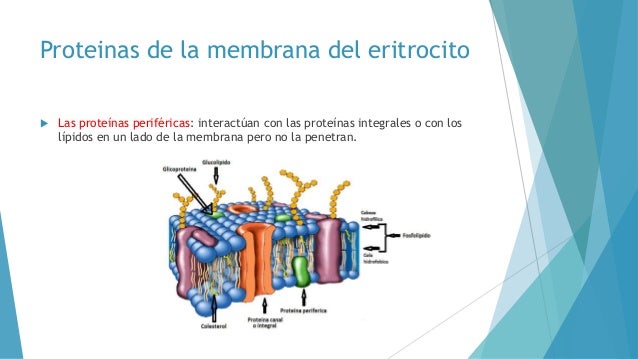 Membrana del eritrocito