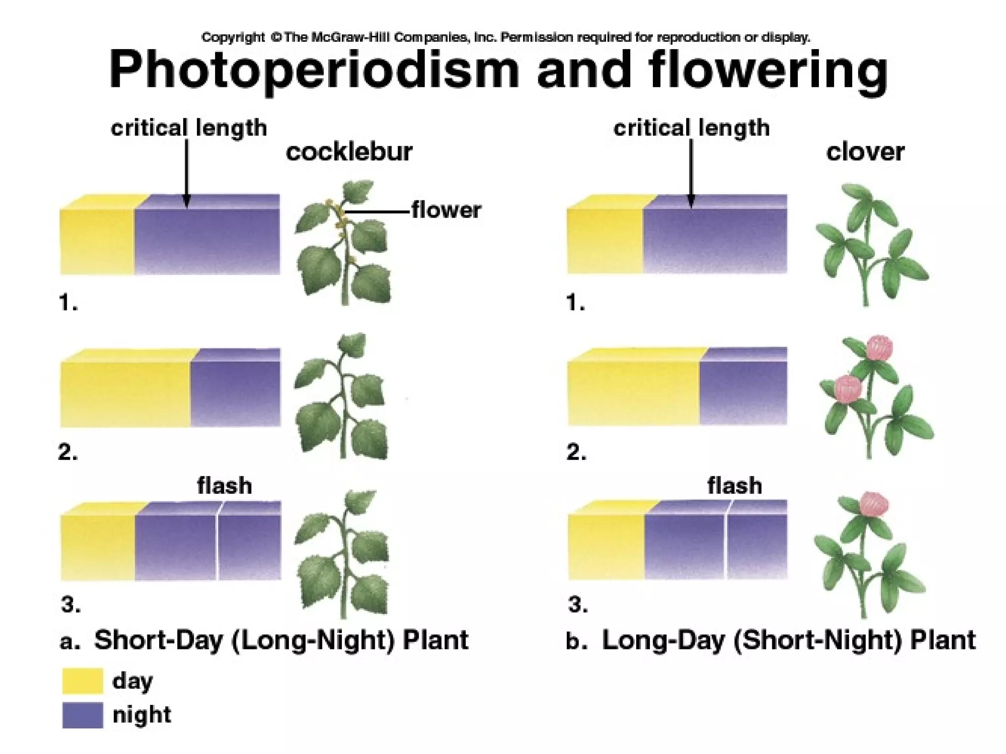 Photoperiodism | PPT