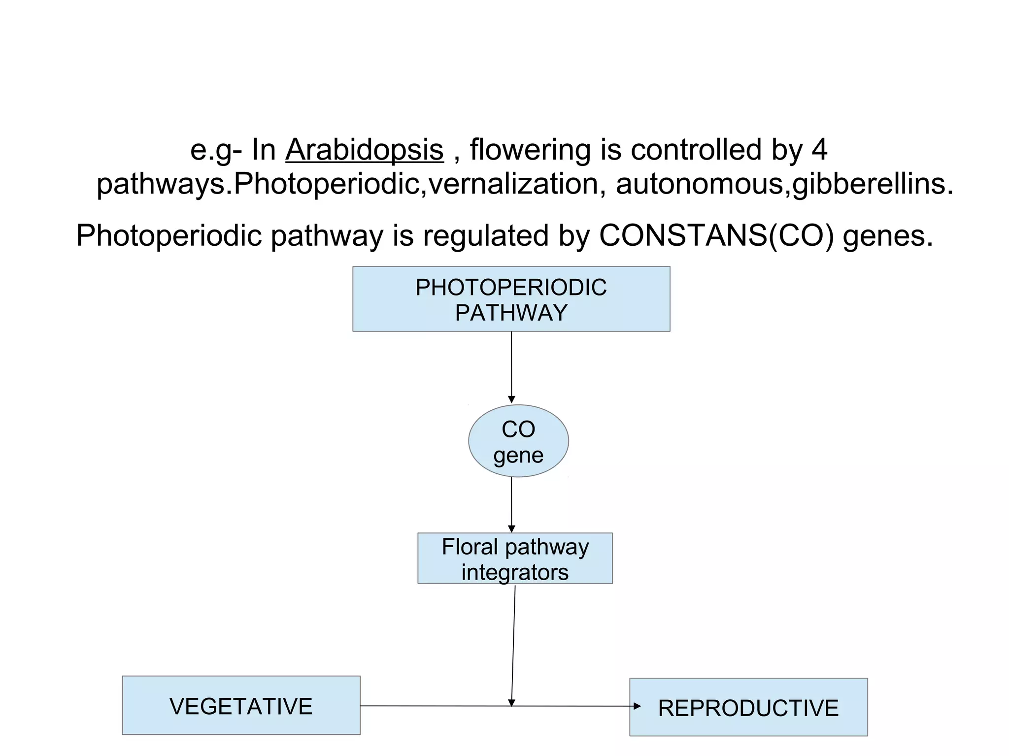 Photoperiodism | PPT