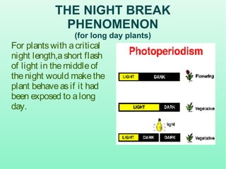 Photoperiodism | PPT