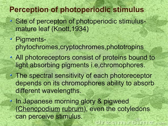 Photoperiodism | PPT | Endocrine and Metabolic Diseases | Diseases and ...