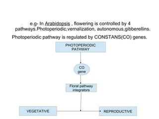 Photoperiodism | PPT