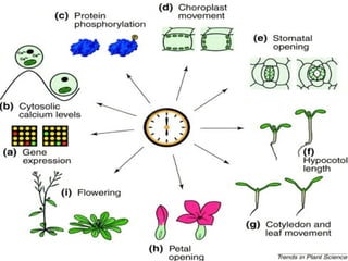 Photoperiodism | PPT