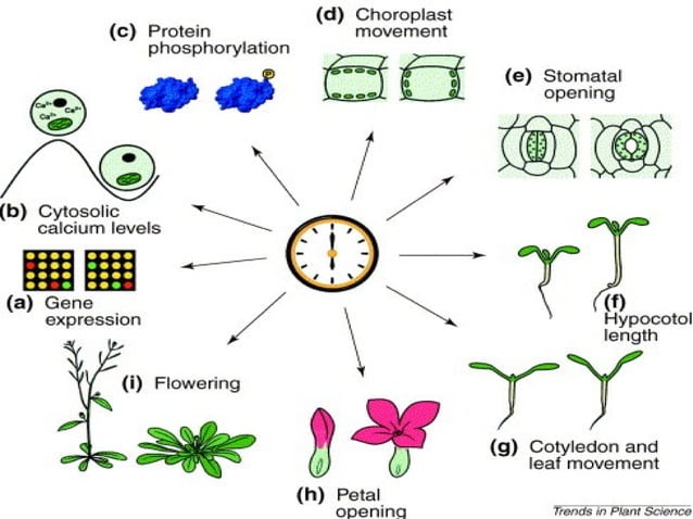 Photoperiodism | PPT