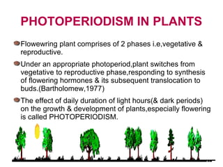 Photoperiodism | PPT