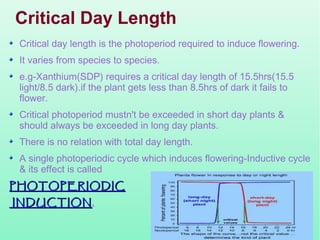 Photoperiodism | PPT