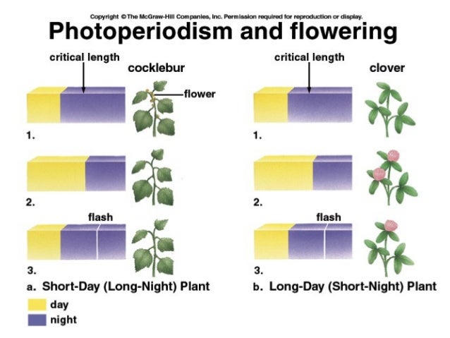 Photoperiodism