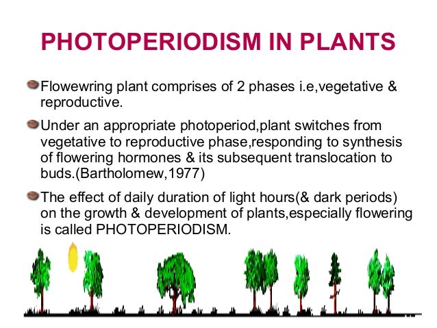 Photoperiodism