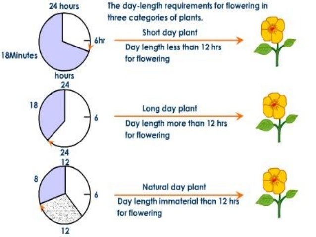Photoperiodism In Plants