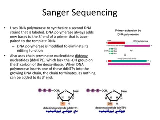 Gene Sequencing | PPTX